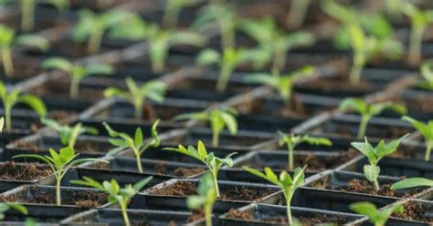 When To Start Fertilizing Tomato Seedlings