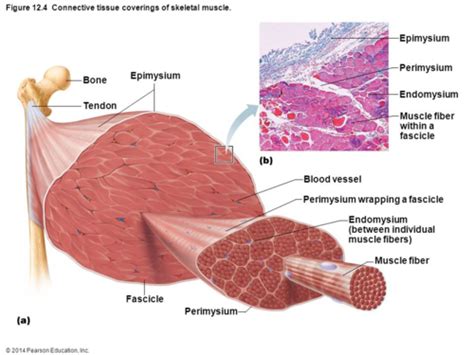 Muscular System Unit 7 Bio 141 Flashcards Quizlet
