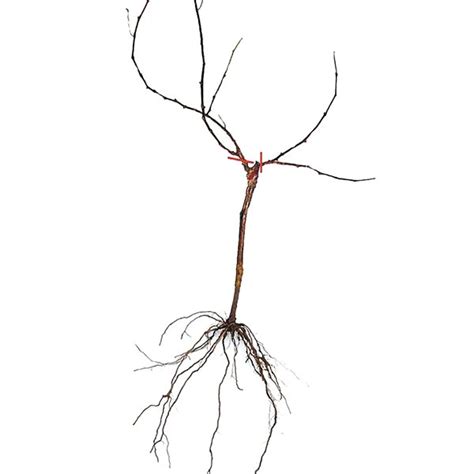 Наближава време да засадим лозичка | Български Фермер