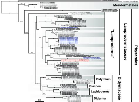 Two Gene Phylogenetic Tree Obtained With A Maximum Likelihood Analysis Download Scientific