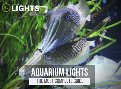 Aquarium Lighting The Most Complete Guide