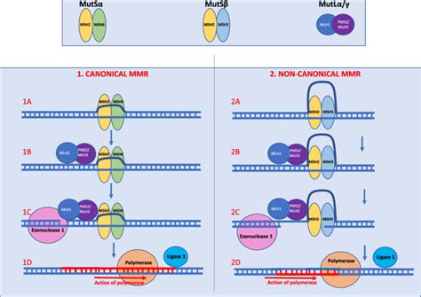 Normal MMR Vs Mechanisms That May Lead To Expansion Of Repeats In Download Scientific Diagram