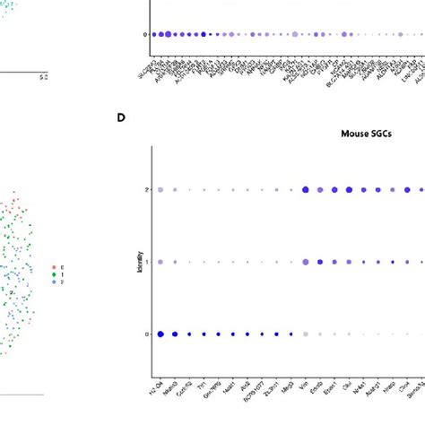 Identification Of Subtypes Of Drg Sgcs A Umap Plot Showing 6
