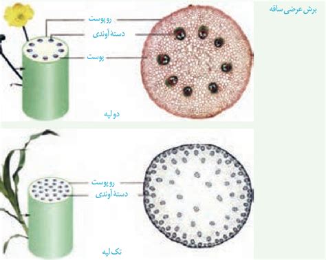 تدریس ساختار گیاهان زیست شناسی دهم تجربی کنکور1402 آکادمی امروز