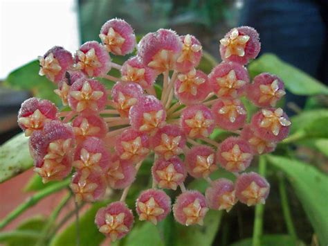 Hoya obscura (Apocynaceae) image 50687 at PhytoImages.siu.edu in 2023 ...