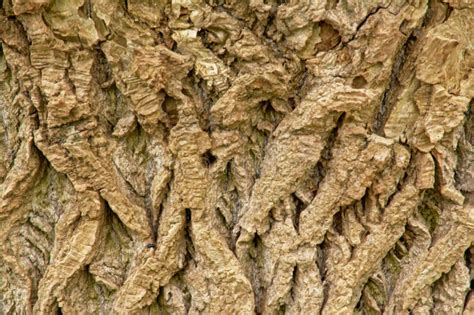 Worn Old Tree Bark With Diamond Patterns Stock Image Image Of Relief Nature