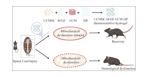 Novel Thermosensitive Hydrogel Promotes Spinal Cord Repair By Regulating Mitochondrial Function