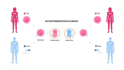 Premium Vector Sex Determination In Humans Male And Female Sperm And