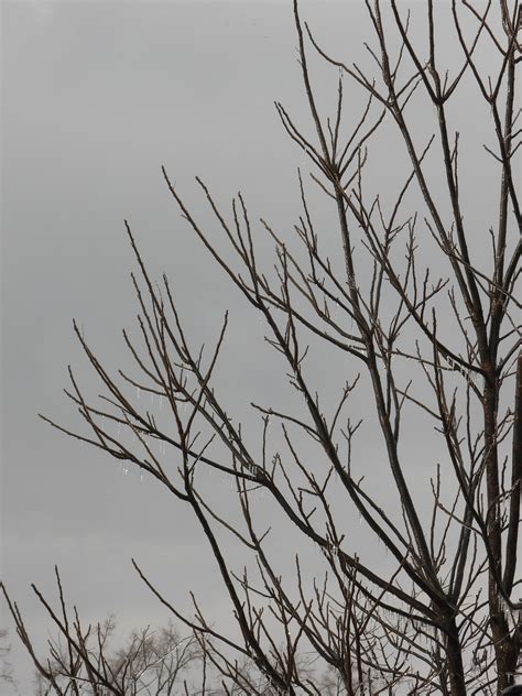 Ice Tree Winter Free Photo On Pixabay Pixabay