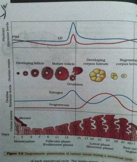 Developing Regressing Corpus Luteum Corpus Luteu Ovulation है है Days Fig