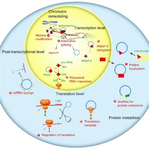 The Functions Of Circular Rnas Circrnas Can Impact Genetic Output At