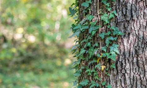 How To Prevent Trees From Killer Vines In NJ