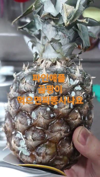 파인애플 곰팡이 Youtube