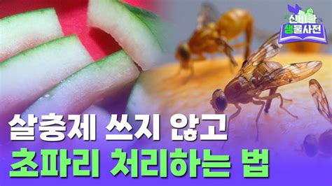 여름의 무법자 초파리🤬 대체 어디서 어떻게 오는거야 [신비한 생물사전] Youtube