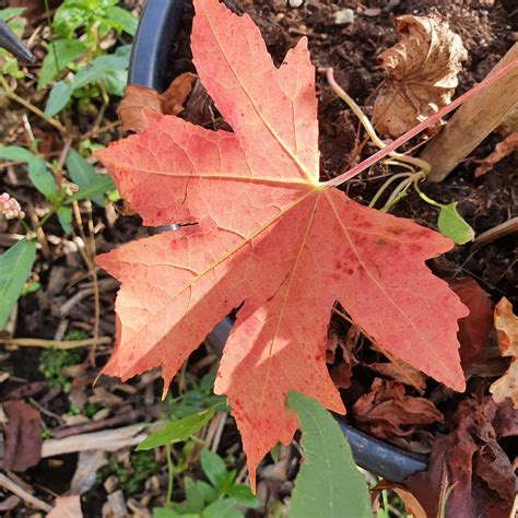 Liquidambar Styraciflua Worplesdon Sweet Gum 10l
