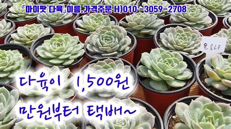 초보맘다육 못 본분~천5백원 국민이다육 편안하게 찜하세요마이팟다육010305927081만원부터다육택배 Youtube