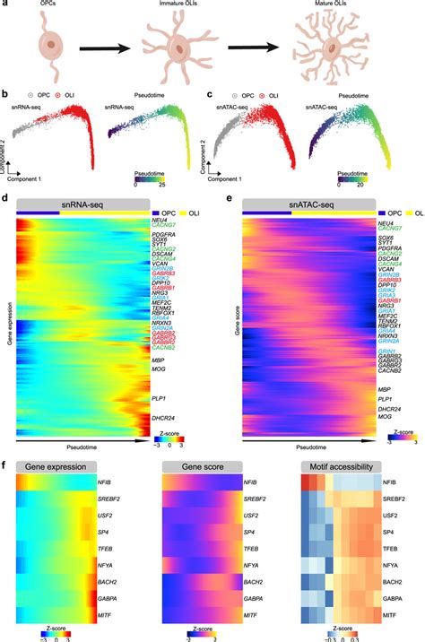 Integrated Single Cell Regulatory Landscape Of Oligodendrocyte Download Scientific Diagram