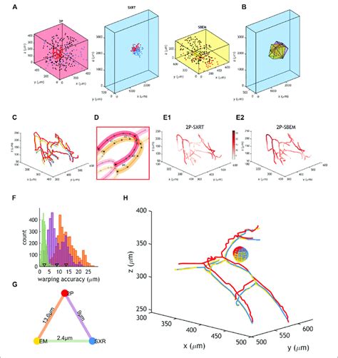 Accurate Warping Allows For Cell Correlation Among 2p Sxrt And Sbem Download Scientific