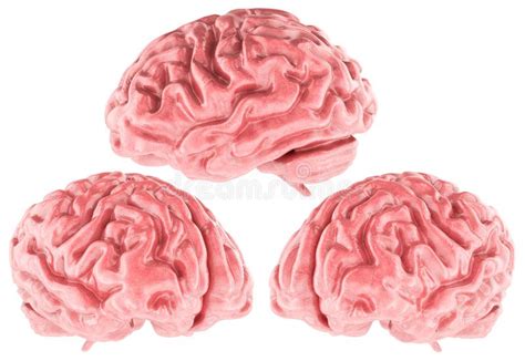 Human Brain 3d Model Realistic Render Three Angles 3d Rendering Stock Illustration