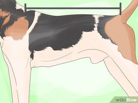 Ways To Identify A Treeing Walker Coonhound WikiHow