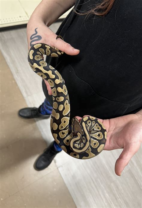 Python Regius Ball Python Mystic Het Female 1 Mys Het F