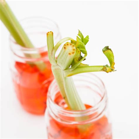 Celery Experiment Diy For Beginners Kiwico Celery Experiment Diy For Beginners Kiwico