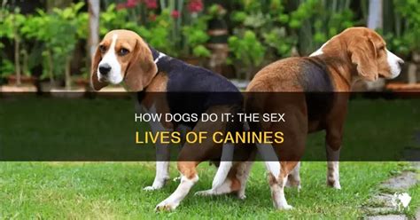 How Dogs Do It The Sex Lives Of Canines Petshun