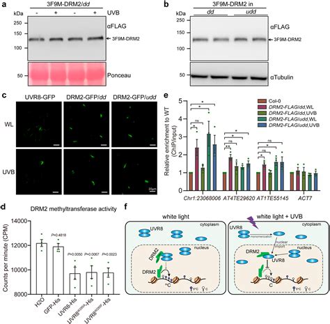 Uvr8 Interacts With De Novo Dna Methyltransferase And Suppresses Dna Methylation In Arabidopsis