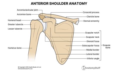 Scapula Diagram Glenoid Fossa