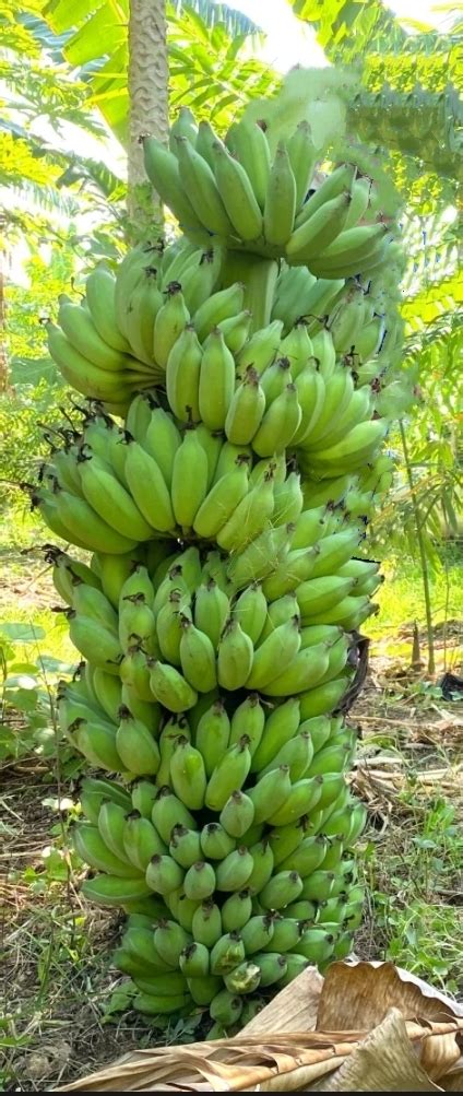 กล้วยน้ำหว้ายักษ์ ถูกที่สุด พร้อมโปรโมชั่น ธ ค 2023 Biggoเช็คราคาง่ายๆ