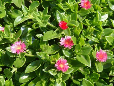 Aptenia Cordifolia Planta Rocio De Sol Cheapest Buying Th