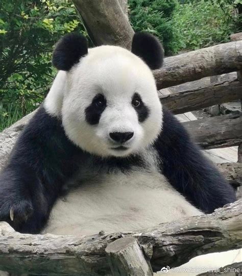 귀여운 외모에 그렇지 못한 태도로 유명한 판다 페이윈  포텐 터짐 최신순 에펨코리아