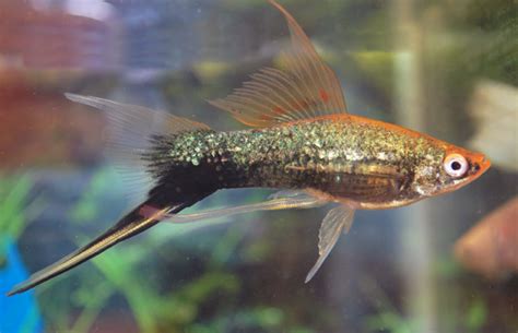 Types Of Swordtail Fish Feed For Health And Colors Fish Hobbyist