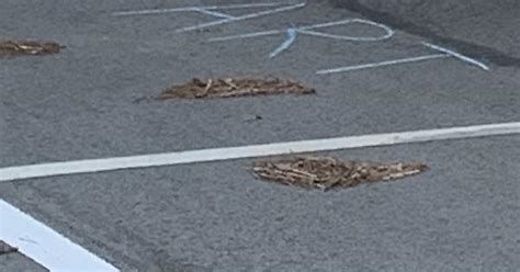 I Committed Vandalism In The Lowes Parking Lot I Regret Nothing And Have Zero Remorse It Can