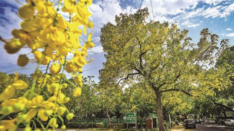 Native Not Exotic The Trees Delhi Needs Latest News Delhi