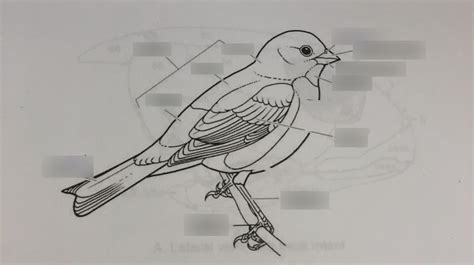 Bird External Anatomy Diagram Quizlet