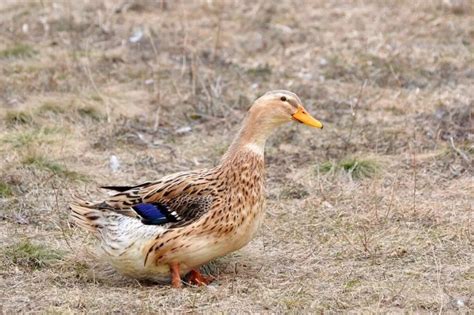 How To Sex Ducks And Ducklings What Works And What Doesnt — Raising Ducks How To Sex Ducks And Ducklings What Works And What Doesnt — Raising Ducks