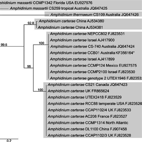 phylogenetic analysis using maximum likelihood of its gene sequences