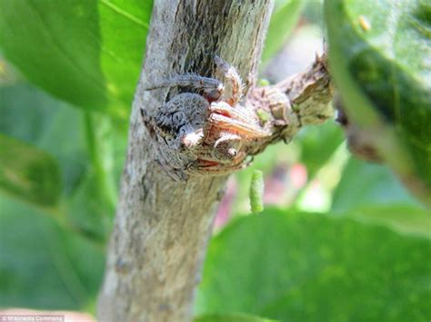 Photograph Of Wrap Around Spider Resting On A Twig Goes Viral