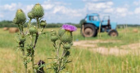 В Ростовской области у двух предприятий проведут изъятие земель Новости Mail