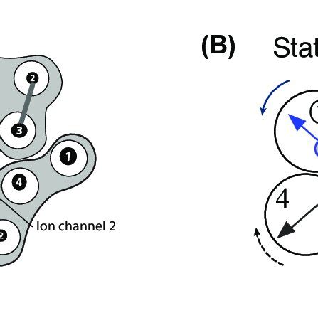 Stator Structure And Coordinated Motion Between Stator Subunits A Download Scientific