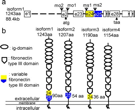 The Schematics Of Organization Of The Camel Genomic Dna And Four Download Scientific Diagram