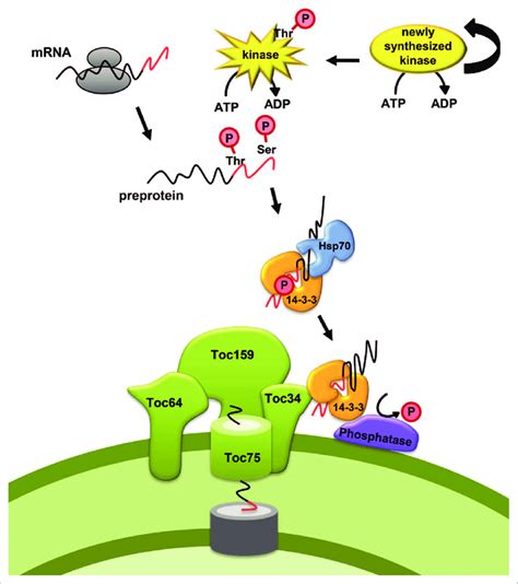 Working Model Of Cytosolic Phosphorylation Of Chloroplast Transit