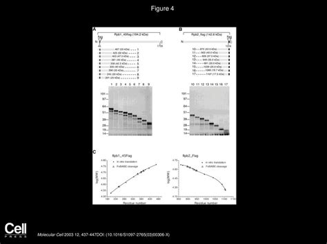 Binding Of Tfiib To Rna Polymerase Ii Ppt Download