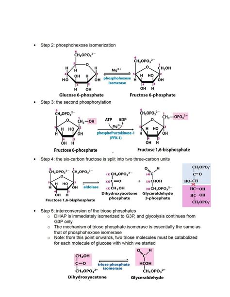Bioc 2580 Final Exam Notes Bioc 2580 Introduction To Biochemistry Uoguelph Thinkswap