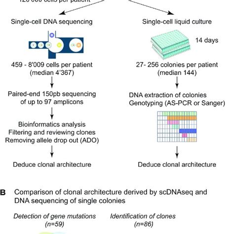Comparison Of Methodologies To Define The Clonal Architecture Of