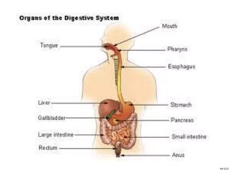 Gastrointestinal Tract Git Pdf