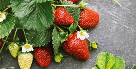بهترین نوع بوته توت فرنگی چهارفصل کدام است و از کجا تهیه کنم؟ هنر فردی
