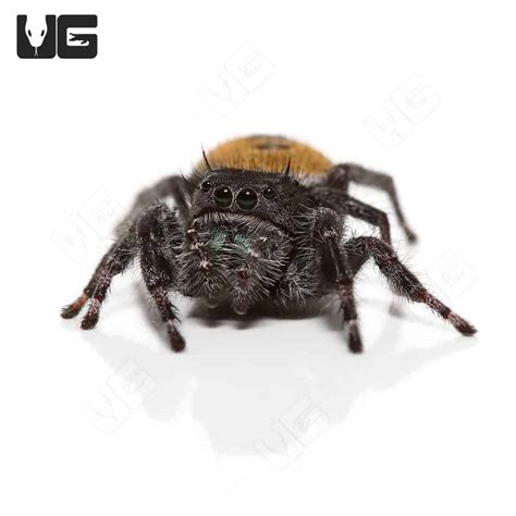 Desert Red Jumping Spider Phidippus Ardens For Sale Underground Reptiles