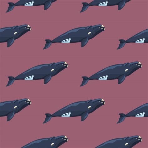 110 Baleen Whale Illustrations Stock Illustrations Royalty Free